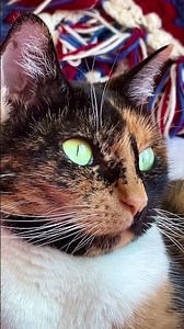 Pretty tortoise shell kitty! 😻 #cat #calicocat #rescuecat #green eyes