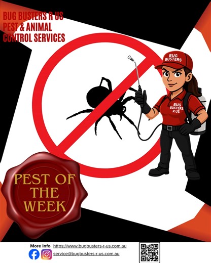 Let's talk Spiders. Spring is peak season for spiders in Australia...