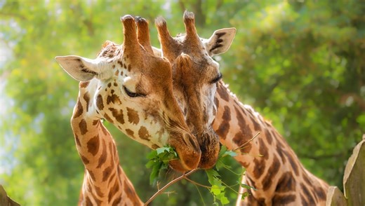 First-Ever Fertilized And Preserved Giraffe Embryo Sparks Hope For Endangered Species
