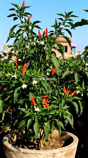 Home Gardening on Instagram: "সবজি গাছে প্রচুর ফলন হবে #reels #কৃষি #ছাদবাগান #gardening #UrbanGardening"