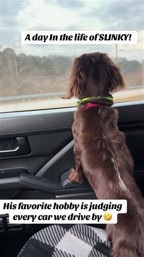 #slinky #miniweenie #weeniedog