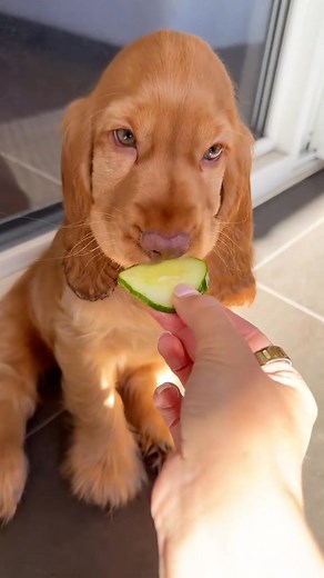 Penny’s first time eating cucumber 💚 her teeth were too tiny 🥹 #puppy #cockerspaniel #puppylove #asm | Cocker Spaniel Lovers