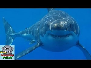 Famous Fish! Real Pictures of the Sea Animals from Finding Nemo