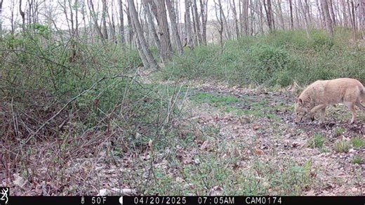 Last fall, our trail cameras in northeastern Westchester captured something wild: coyote sightings spiked to 46 in September, compared to fewer than 10 per month July-December. Why? It’s coyote dispersal season! 🍂 During fall, coyotes travel great distances to eventually find mates and settle into new territories to have pups of their own. These are called “transients,” coyotes without a home range to defend. Understanding this behavior is crucial for protecting critically endangered red wolves