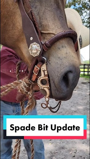 Bridle for Horse Update