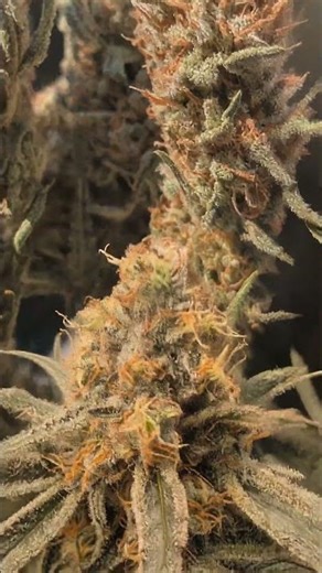 fastbuds sample 2025...