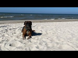Boxer dog digging a hole in slow motion
