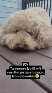 2.9K views · 241 reactions | Otto baby will always be our first baby  - #wearefamily #adoption #adoptionjourney #embryoadoptionjourney #embryoadoption #thewolfepack6 #thewolfepack #wolfeadoptionjourney #wolfesadoptionjourney #charlieplus3 #irishquadruplets | The Wolfe Pack | Facebook