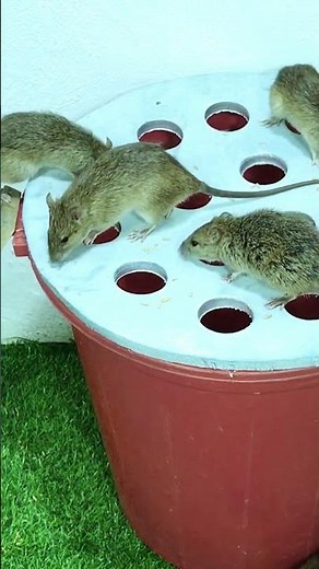How to make effective mouse trap works every time #mousetrap #diy #mousetrap #rat #animals