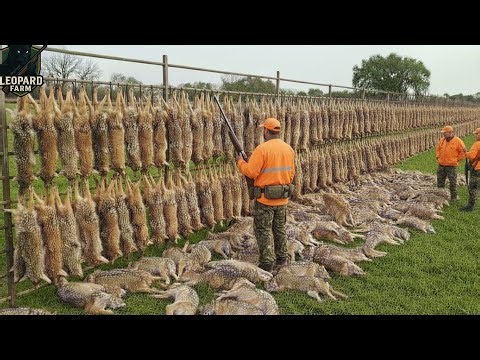 How Canadian Hunters Battle Millions of Wolves and Black Bears