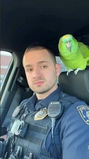 Parrot spill cop's wife is cheating