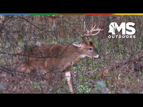 Pre-Rut White-Tailed Deer Hunting with a Traditional Bow in Mississippi