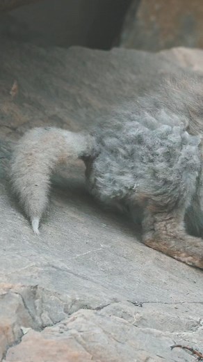 6.5K views · 259 reactions | Red fox cub in natural habitat  Exploring Summer wildlife in Spiti Valley. | Liton Paul | Facebook