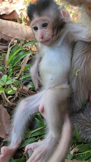 incredible action adorable lovely cutie baby monkey 🐒 Jaret gorgeous #shortvideo #shorts #viral