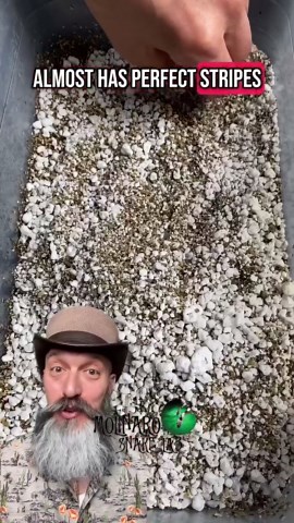 It’s time to start digging for baby snakes!