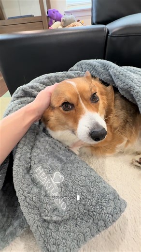 Oli gave me a big scare that morning! We had just come back in from a very snowy, freezing potty break when he started shaking and made the weirdest face while I was recording. My heart dropped for a second, but turns out it was just a sneeze! Not sure if he was cold, anxious, or feeling side effects from his meds, and he whimpered briefly after (possibly calling for his daddy who was outside shoveling). Happy to report he didn’t shake or whimper and was cozy and resting peacefully the rest of t