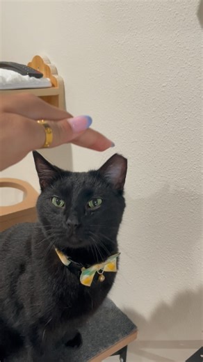 I feel like our girl is lonely and becoming lethargic and needs a friend. After contemplating for couple months, we went to meet 2 senior kitties yesterday (black and orange one) and 1 adult (tuxedo) at our local rescue. They all are gentle affectionate babies looking for homes for a long while. I miss Nuggie so much and am pulled to the younger tuxedo, plus she'll be a good playmate for Poochie. On the other hand, the senior ones are incredibly sweet as well. My heart wants all of them and I am