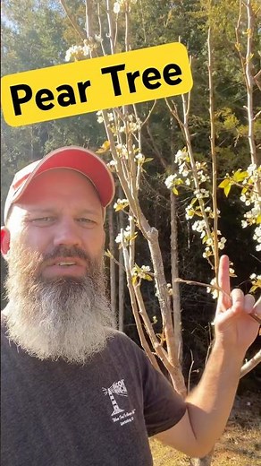 Pear tree identification and options. Fruiting, Bradford or Callery #peartreecare #backyardorchard