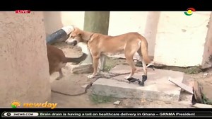 The Veterinary Services Department is organizing a national rabies prevention campaign between today, Friday, July 14th, and Saturday, July 15th. This is to help control the rising number of rabies cases in the country. #TV3NewDay | TV3 Ghana