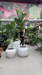 7.9K reactions · 227 shares | Big curves. Luxe texture. Pure Mediterranean vibes  New vase-style pots just landed! …And can we please talk about these Giant Spath Sensations — now on special for just $99 (normally $129)?! Absolutely thriving in their new homes — and looking lush AF.  CARINGBAH - 191 Taren Point Rd  NORTH PARRAMATTA - 1 Bourke St  OPEN 7 DAYS  LUSH FOR LESS  DELIVERY AVAILABLE  200+ ⭐⭐⭐⭐⭐ GOOGLE REVIEWS | Indoor Plant Shed | Facebook