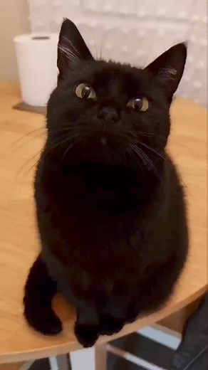 Click my computer on your computer!🤣 Feat. my best #funnycats #joke #comedy #memes😂 #memehub #lmao #computer #meme #funny #catsofinstagram | The Kittyduchess