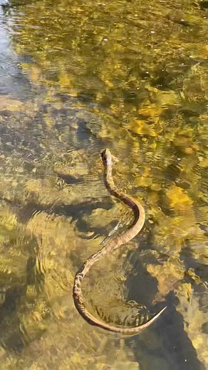 Mike Loughran | This whole video is chaotic. You never know what you’ll find outdoors! Spring is here and all types of animals are out moving around 😳🎣🐍🐸... | Instagram