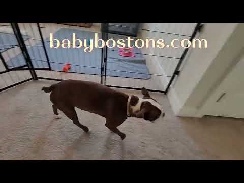 PupEz Whelping Box Overview and assembly tips