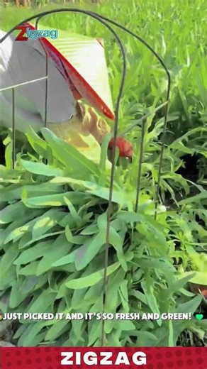 Simple & Efficient Vegetable Stacking Frame for Neat Harvesting in Farms