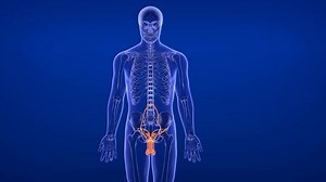 男性の生殖器系は、精液と精子を作り出す陰茎と精巣である3dアニメーション