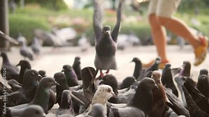 Running Boy Frighten Pigeons and they Fly Away in City Park. Closeup HD Slowmotion 180p.