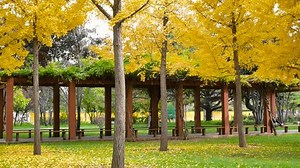 Les feuilles de ginkgo tombent lentement : vidéo de stock (100 % libre de droit) 3931384443 | Shutterstock