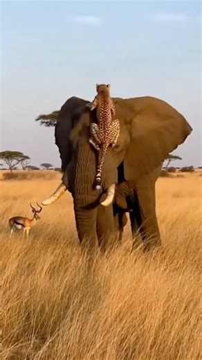Cheetah on Elephant's Head? Antelope's Shocked Look Leaves Everyone Wondering