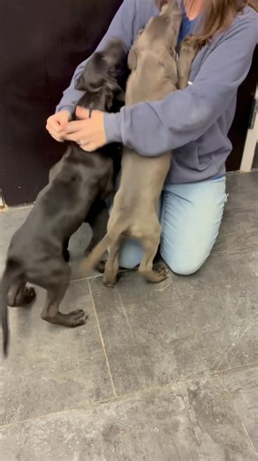 UPDATE: ALL ADOPTED! Lab & Great Dane oops litter. 8 weeks old. ❣️Now available for adoption. | Jackson County Animal Shelter and Animal Control