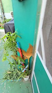 9.5K views · 127 reactions | C2 Monster fish to Discus fail  #aquariumfish #discus #monsterfish #pbass #peacockbass #c1c2 #kahobbydeals #aquafranz #fishkeeping #aquariumhobby #monsterfishkeepers #aquariumlife | AquaFranz | Facebook