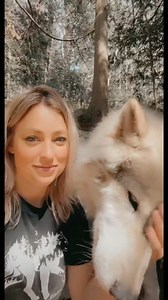 104K views · 24K reactions | Meet Max! Max is one of Our Most Famous Wolf Dog Ambassadors! He is well known for his love of belly rubs, but he will take all the regular scratches he can get!  #worldfamous #wolfdog #graywolf #bellyrubking #wolfconservation #becausewematter | Because We Matter | Facebook