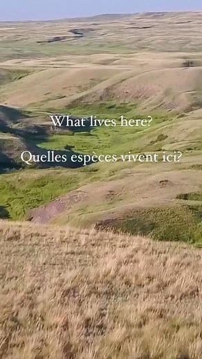 2.7K views · 186 reactions | Prairie Grasslands: The Unsung Heroes ✨ Step into Canada’s Prairie grasslands - a remarkable ecosystem, home to a diverse array of wildlife species. conservemcintyreranch.ca __ Les prairies du Canada : des héroïnes méconnues ✨ Partez à la découverte d’un extraordinaire écosystème abritant un large éventail d’espèces sauvages. conservemcintyreranch.ca/fr | Nature Conservancy of Canada / Conservation de la nature Canada | Facebook