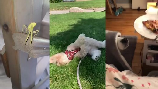 6.1K views · 1.5K reactions | thank u to everyone who submitted videos of their pets for the I Want to Meet Ur Dog video!!! it's up on my channel now :") | Cavetown | Facebook