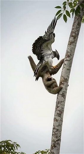 Sloth Mother’s Force! Incredible Defense Against Harpy Eagle Attack 💥