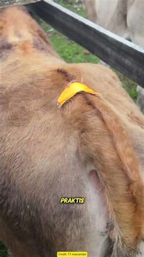 Cukup Tempel, Peternak Tahu Jika Sapi Siap Dikawinkan