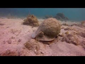 Diving with a Queen Helmet Conch