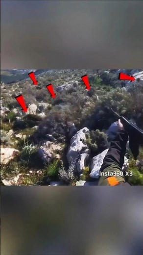 охота на стадо кабанов в джунглях #chasse#hunting #cinghiale #wildboar