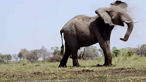 401K views · 542 reactions | Humans aren't separate from nature—we're part of it. Together, we can make a real difference. #IUCNCongress | National Geographic | Facebook