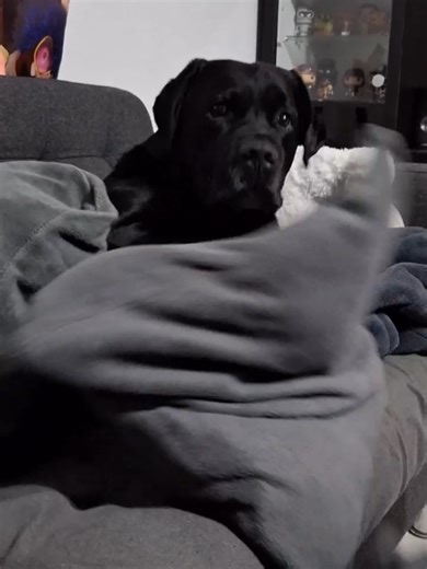 Cute Labrador Moments to Brighten Your Day