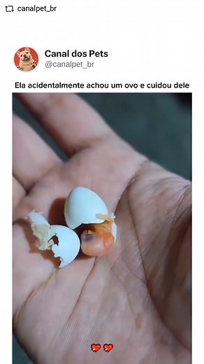 3.8M views · 212K reactions | "Do ovo ao amor! ❤️ Conheça a jornada adorável deste periquito, que começou como um ovinho e agora é puro carinho! 列✨ #AmorPlumado" | Canal Rio Grande - Passos - MG | Facebook