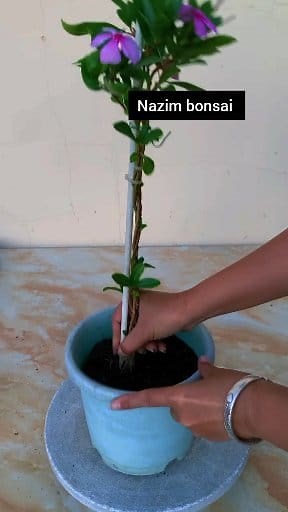 Periwinkle braided propagation by cuttings! #flowergrowingtips #flowergrowingknowledgeandskills #flowergrowingtips #sharinghomeflowergrowingknowledge | Nazim's Bonsai