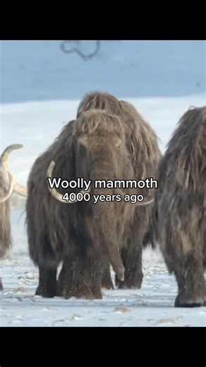 Animals that humans made extinct! 😱 #extinction #scary #mammoth