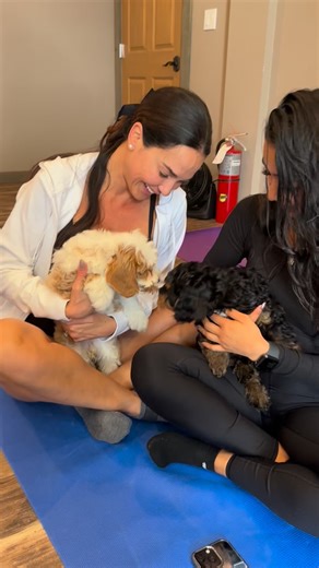 Yoga Puppies! on Instagram: "Puppy yoga and puppy therapy this weekend!! Mini Australian Labradoodle puppies 😍😍 Sunday January 18th 📍Roslyn Salt Cave Call 516-629-7089 to book! #puppyyoga #roslynny #longisland"