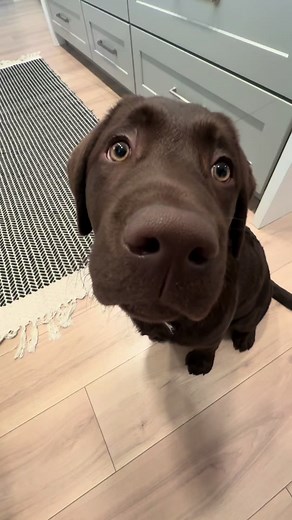 Labrador Puppy Math Fun: Dog Buster's Lab Adventures!