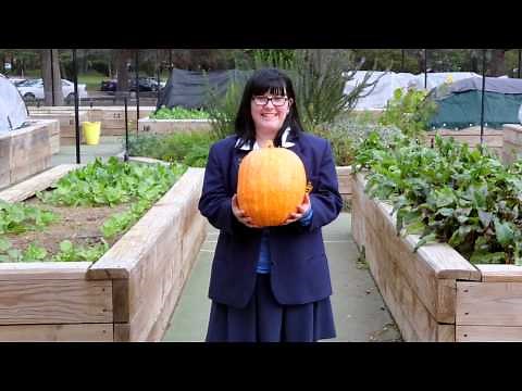 How To Make Your School More Sustainable