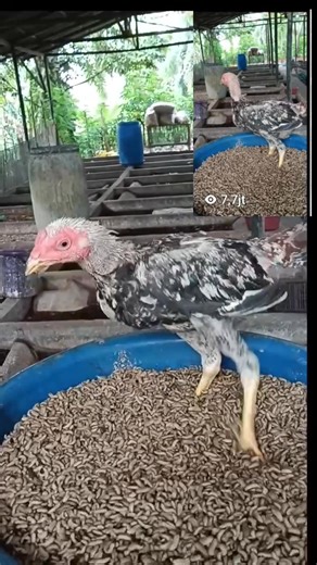 8.1M views · 14K reactions | Video ayam makan maggot bisa fyp juga #viral semua orang #maggotstabat #sorotan #trendviral | Refry Dave | Facebook